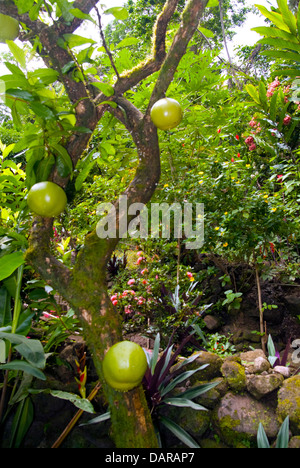 The Common Calabash Tree Stock Photo - Alamy
