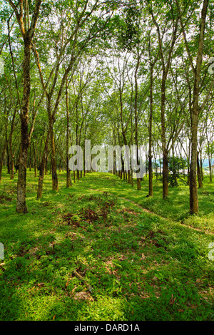 Mature rubber trees estate Stock Photo - Alamy