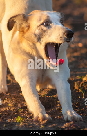 Dog in a field yawning Stock Photo - Alamy