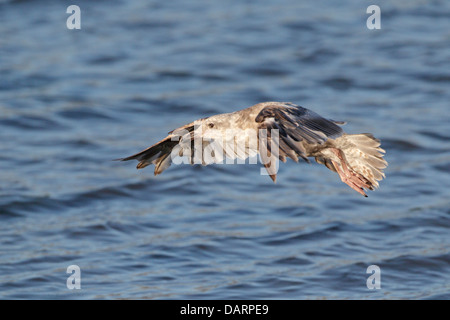 Juvenile Western Gull Stock Photo - Alamy