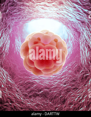Embryo cleavage - scientific 3d illustration Stock Photo - Alamy