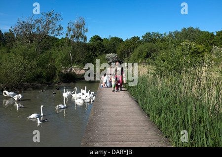 Wales Glamorgan Penarth Cosmeston Country Park Lake swans at lakeside ...