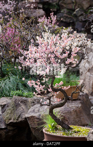 Chian, Shanghai. Ming dynasty 16th century Yu Yuan Gardens, pink spring ...