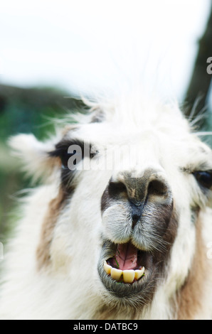 face of lama Stock Photo - Alamy