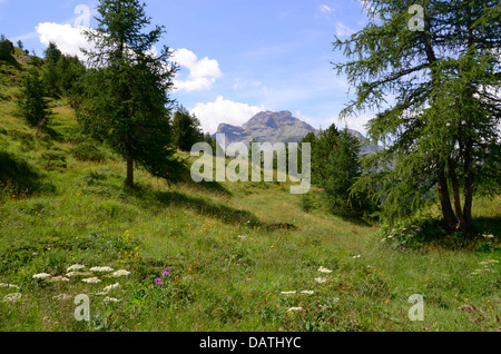 Walking up the Fex Valley from Sils Maria, Engadine, Switzerland, gives ...