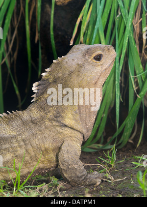 Photograph of Henry the Tuatara (Sphenodon punctatus) living at ...
