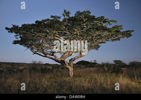 A Pod Mahogany Tree in the evening in the Tembe Elephant Reserve, South ...