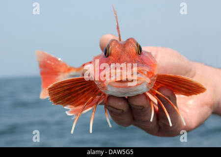 Red gurnard (Chelidonichthys / Aspitrigla cuculus) resting on seabed ...