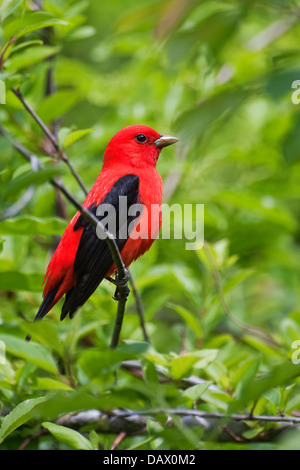 Male scarlet tanager in spring migration Stock Photo - Alamy
