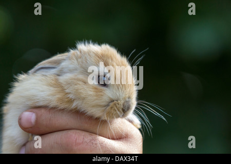Young rabbit being held Stock Photo - Alamy