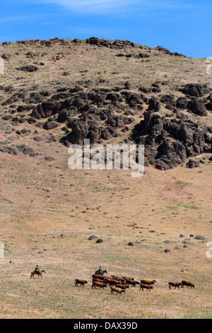 Ranchers round up cattle on grazing land near Mountain Home, Idaho, USA ...