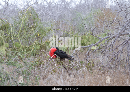 Red Gular Pouch, Frigatebirds, Fregatidae, Fregata, North Seymour ...