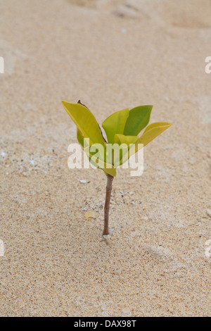 Single Mangrove Plant growing on the beach, Puerto Grande, San ...