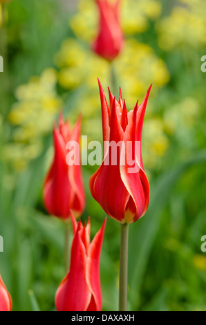 Red lily-flowered tulips (Tulipa) Queen Rania bloom in a garden in ...