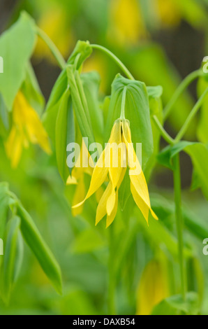 Large-flowered bellwort, Uvularia grandiflora in flower in woodland ...