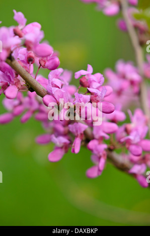 Pink flowering tree Cercis chinensis, the Chinese redbud. Spring bloom ...
