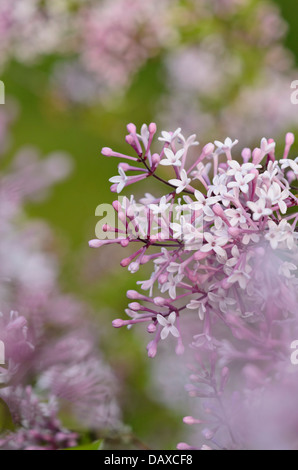 Daphne lilac (Syringa microphylla Stock Photo - Alamy