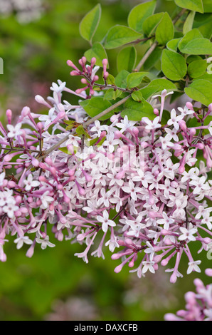 Daphne lilac (Syringa microphylla Stock Photo - Alamy