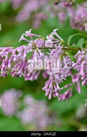 Flowering Hungarian lilac (Syringa josikaea) shrub Stock Photo - Alamy