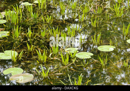 Water soldiers (Stratiotes aloides Stock Photo - Alamy