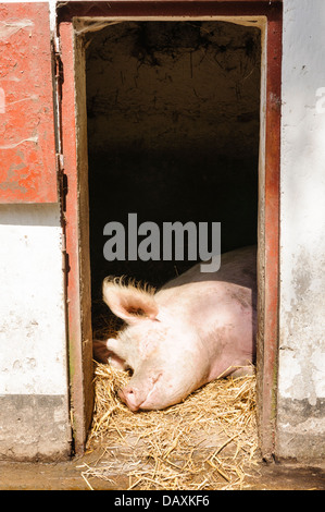 Door to the pigsty Stock Photo - Alamy