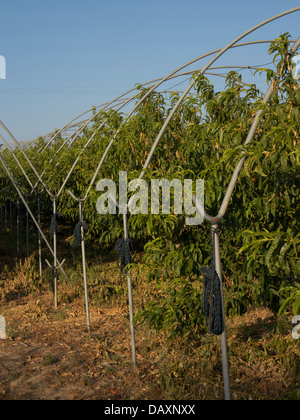 Strawberry farm in Huelva, Spain Stock Photo - Alamy