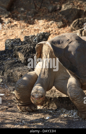 Lonesome George / Solitario Jorge, Galapagos giant tortoise ...