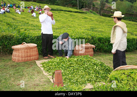 Azorean men working in the tea gardens at Porto Formoso, Sao Miguel ...