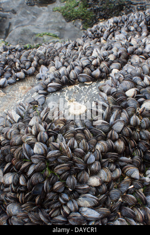 Mussel Mussles and Limpet on grey rock Stock Photo - Alamy