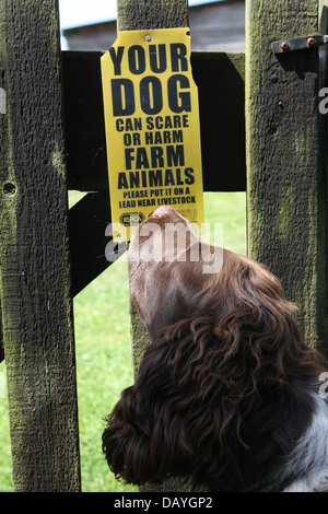Warning sign about dogs worrying scaring cattle livestock keep your dog ...