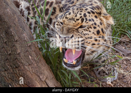 Amur Leopard, growling Stock Photo - Alamy