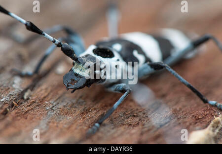 July 21, 2013 - Roseburg, Oregon, U.S - A large male banded alder borer ...