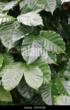 Robusta Coffee Leaves, Coffea canephora, syn. Coffea robusta, Rubiaceae ...