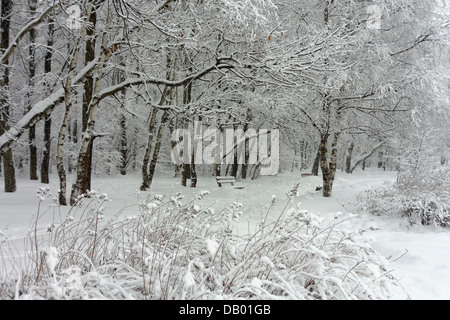 Bitsevski Park (Bitsa Park) in winter after a heavy snowfall. Moscow ...