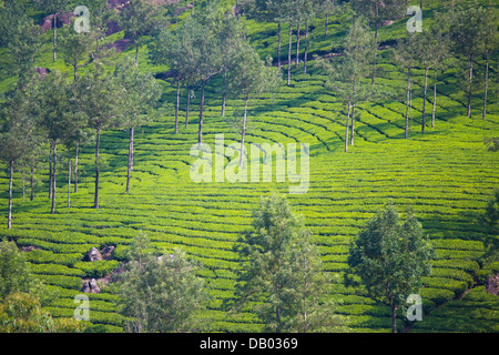 Tea plantation, Munar, India Stock Photo - Alamy