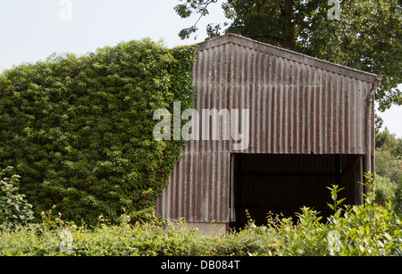 Old barn overgrown with green ivy Stock Photo - Alamy
