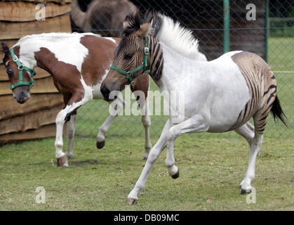 The picture shows zorse Eclyse getting to know Welsh-Pony-Mix Pedro at ...