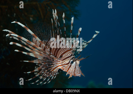 Hungry lionfish is attacking smaller fisher while hunting. It spreads ...
