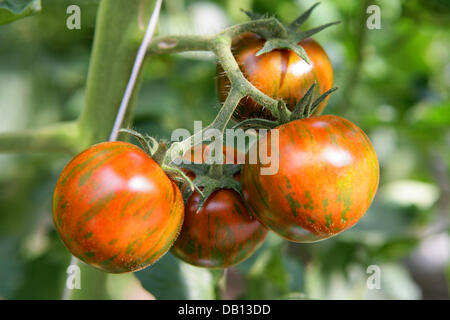 Tomatoes are grown at a greenhouse in El Ejido, Province Almeria, Spain ...