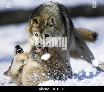 Two wolves (lat.: Canis lupus) seem more aggressive than usually during ...