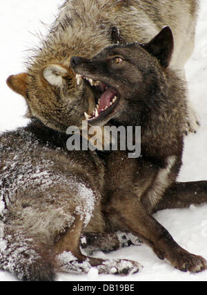Two wolves (lat.: Canis lupus) seem more aggressive than usually during ...