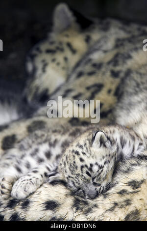 A sleeping snow leopard in a zoo Stock Photo - Alamy