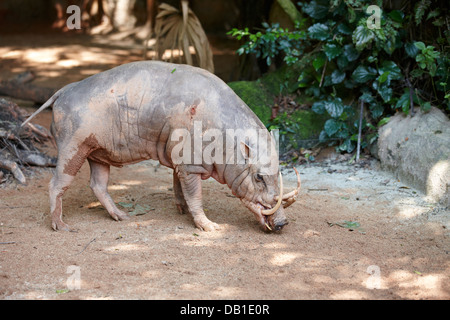 North Sulawesi babirusa in Singapore Zoo. Scientific name: Babyrousa ...