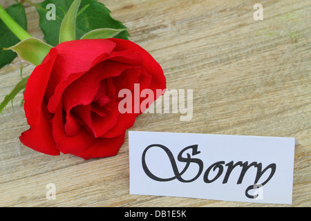 Sorry with red rose Stock Photo - Alamy