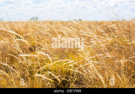 Long, dry Mitchell Grass on a plain of grassland in Queensland's ...