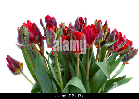 Red Parrot Tulips Stock Photo - Alamy