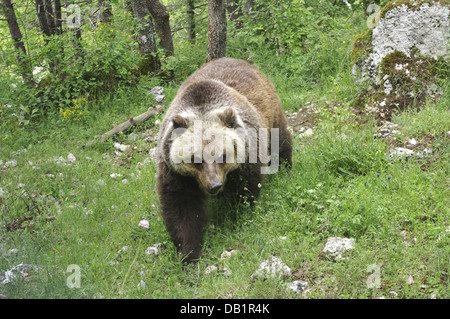 Marsican brown bear (Ursus arctos marsicanus) in wildlife area ...