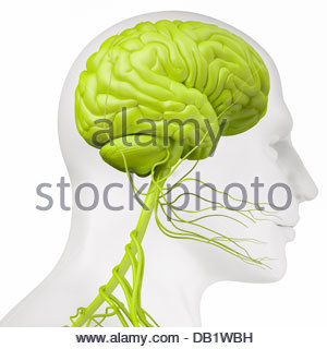 The nerve supply of the head and neck Stock Photo - Alamy