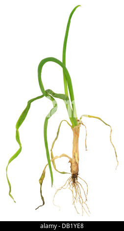 Stem bulb eelworm Ditylenchus dipsaci nematodes in swollen field bean ...
