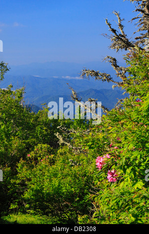 Rhododendron, Andrews Bald, Great Smoky Mountains National Park, North ...
